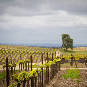 San Francisco Wine School - Wine Classes with Sommelier Experts